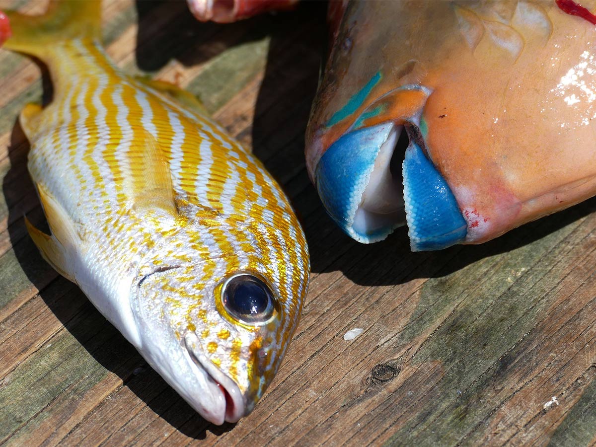 Barbade - Saveur Caraïbes